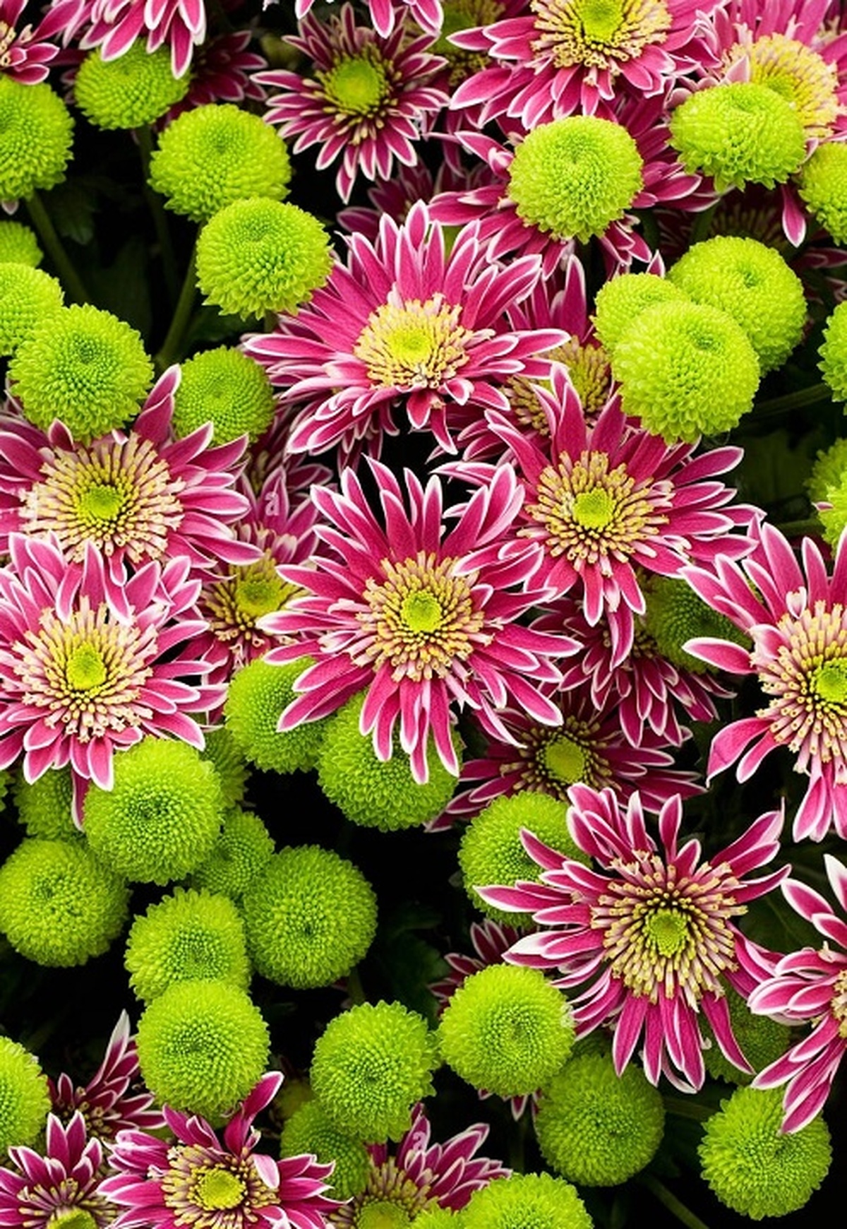 9 Stunning Green Chrysanthemum Varieties and Their Meanings