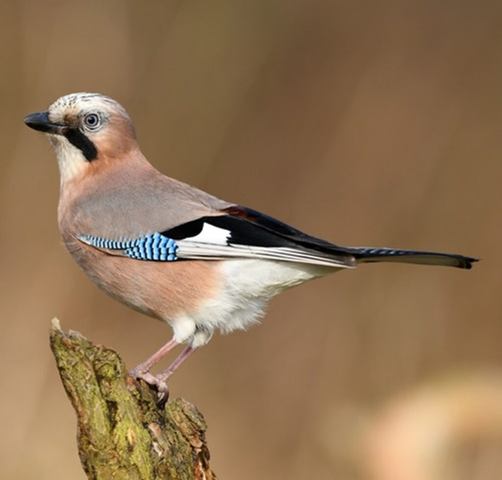 30 Striking Birds with White Stripes on Wings - Nature's Wonders!