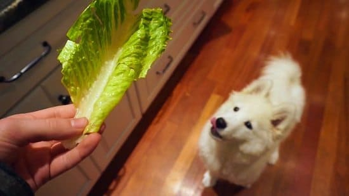 Is Lettuce Safe for Dogs: What Every Owner Should Know