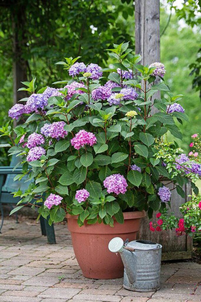 24 Stunning Pictures of Container Gardening with Hydrangeas