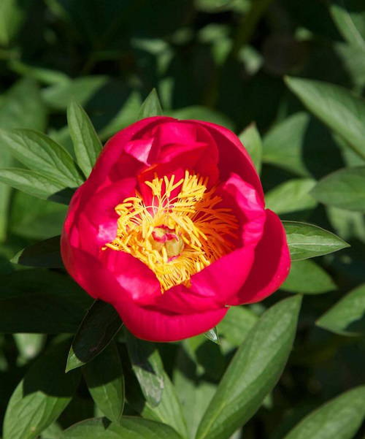 13 Stunning Flowers That Look Like Fire and Flame