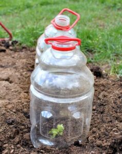 18 Amazing DIY Garden Cloche Ideas for Plant Protection