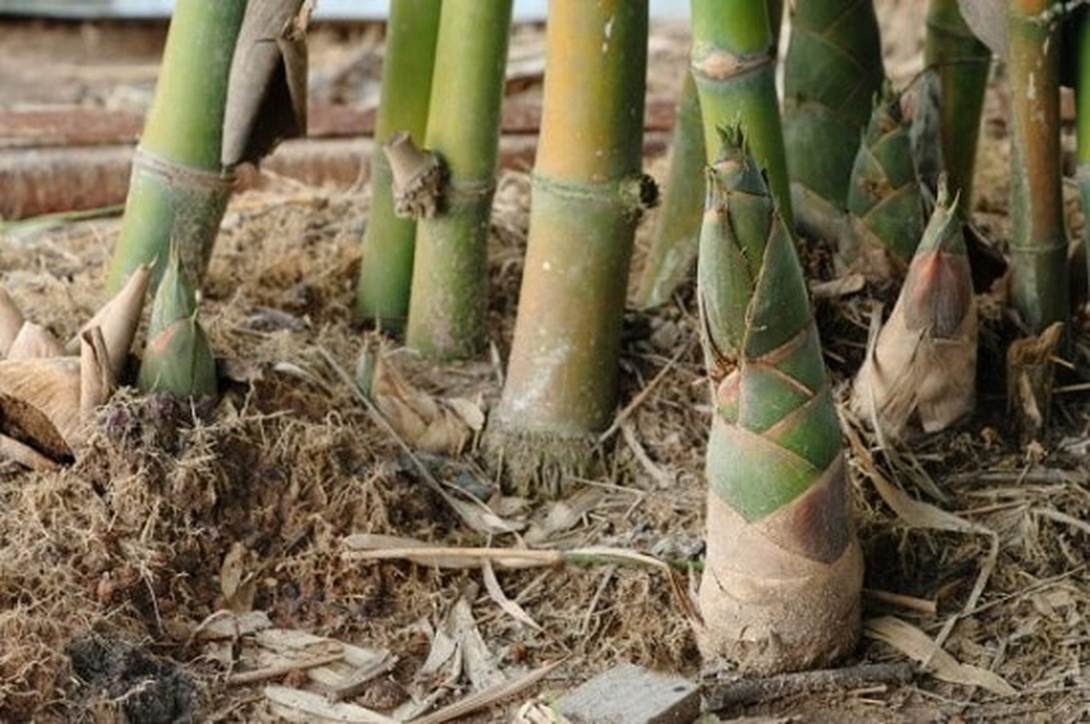 Is Bamboo Healthy to Eat?