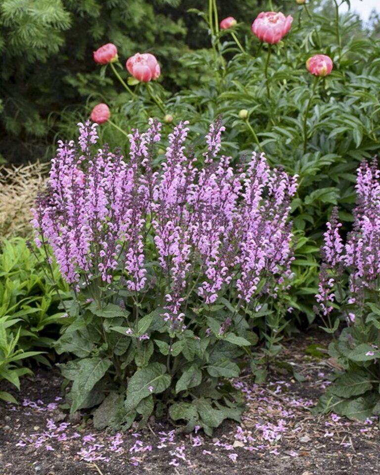 13 Breathtaking Mauve Flowers to Brighten Your Garden