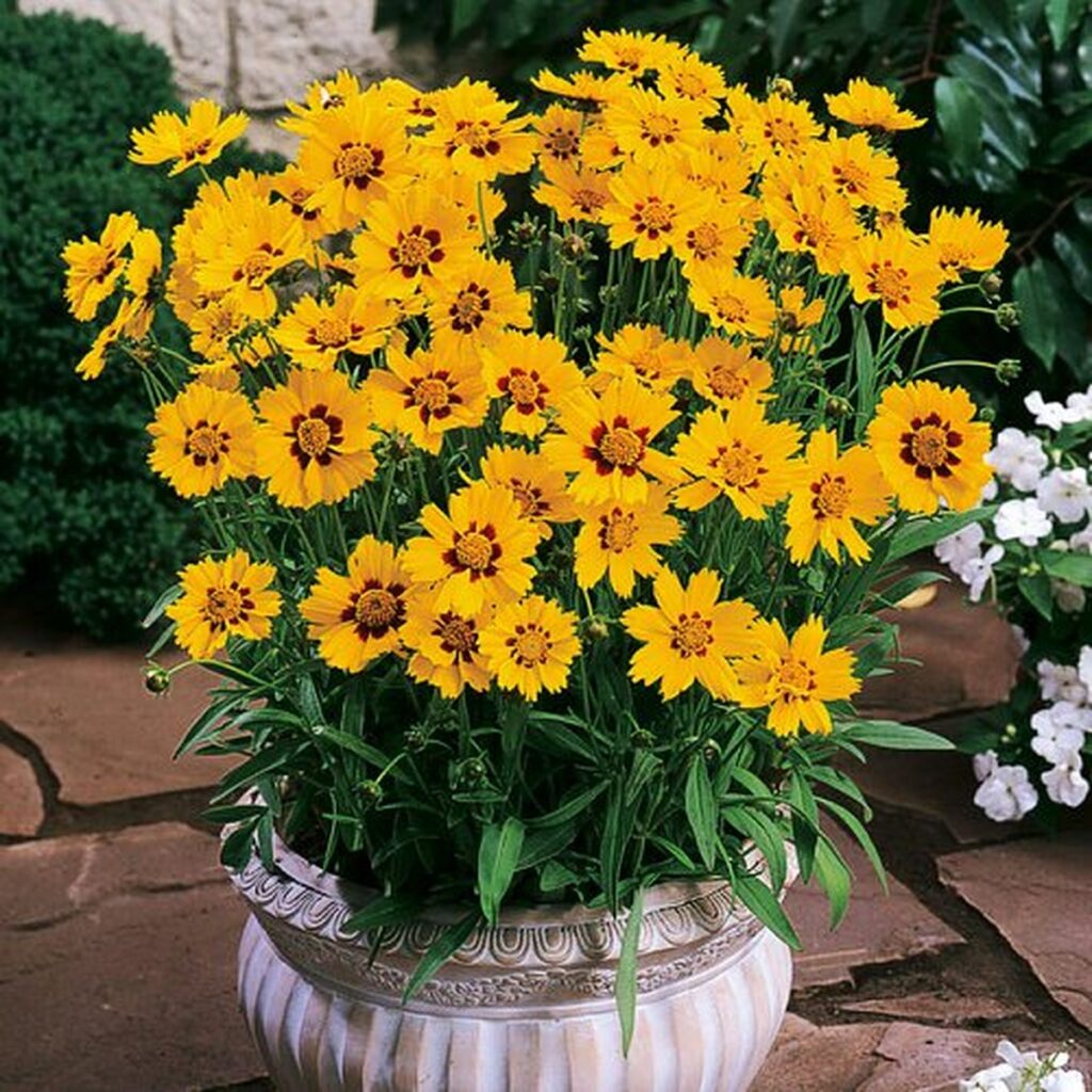 14 Captivating Flowers That Look Like Marigolds