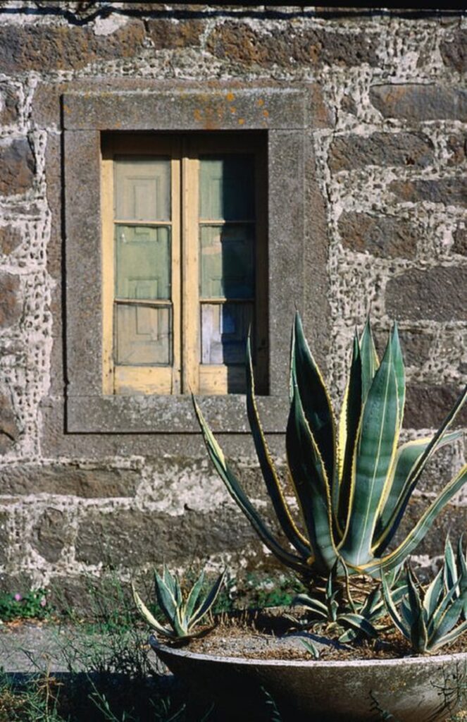 7 Surprising Agave Plant Benefits That Will Amaze You