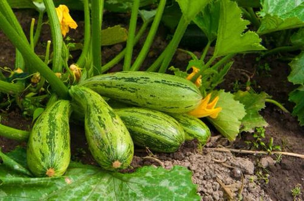 14 Fascinating Names of Squash in Different Languages Worldwide