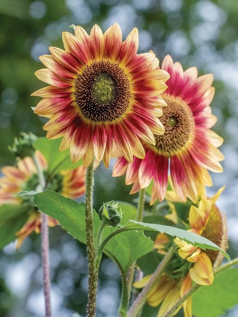 9 Gorgeous Pink Sunflower Varieties to Brighten Your Garden