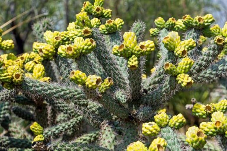 8 Delicious Exotic Fruits that Grow on Cactus Ready to Try