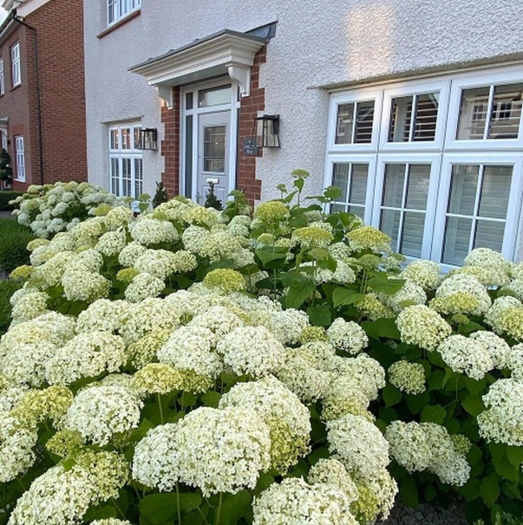 25 Beautiful Annabelle Flowers Ideas for Your Garden Paradise