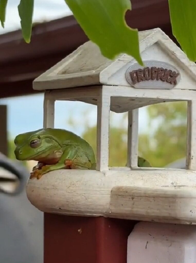 23 Cozy DIY Frog House Ideas That Keep Garden Pests Away