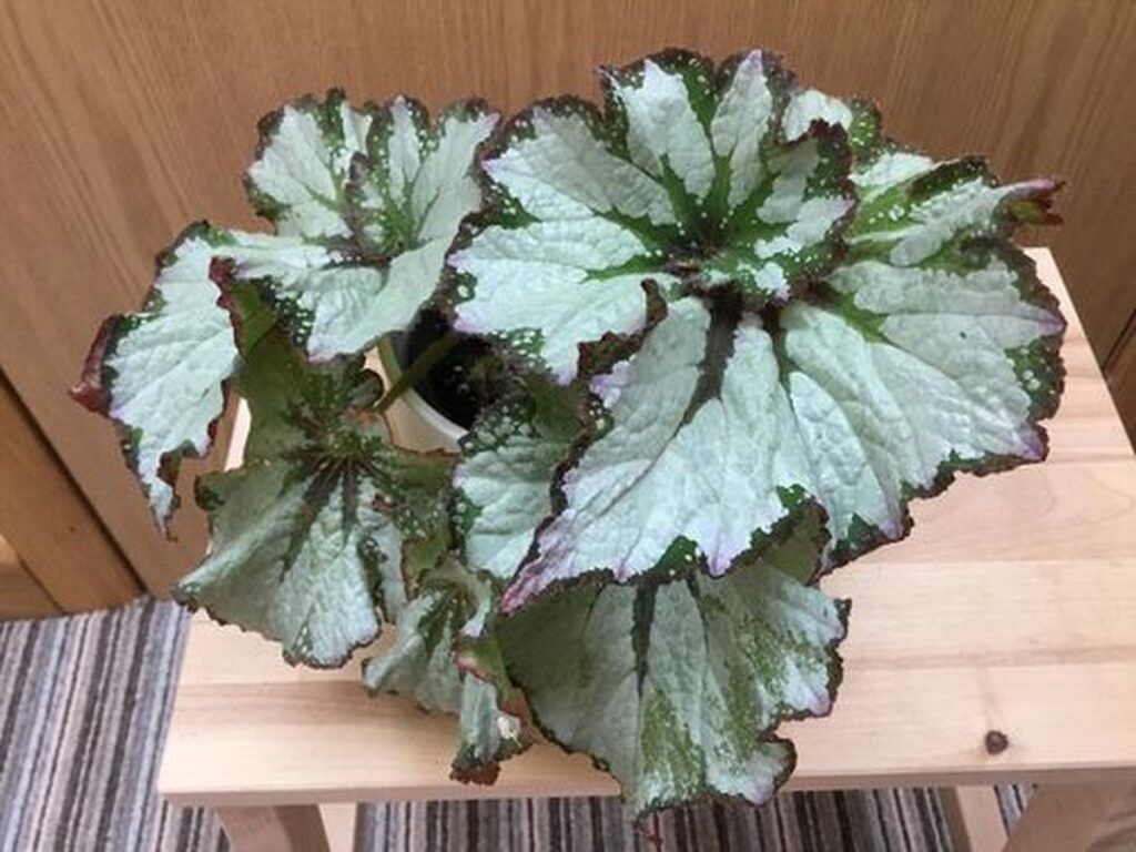 30 Gorgeous Types of Rex Begonia Varieties to Fall For