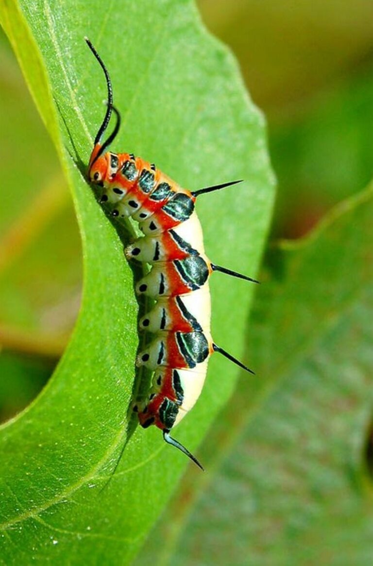 32 Fascinating Orange and Black Caterpillars We Often Spot