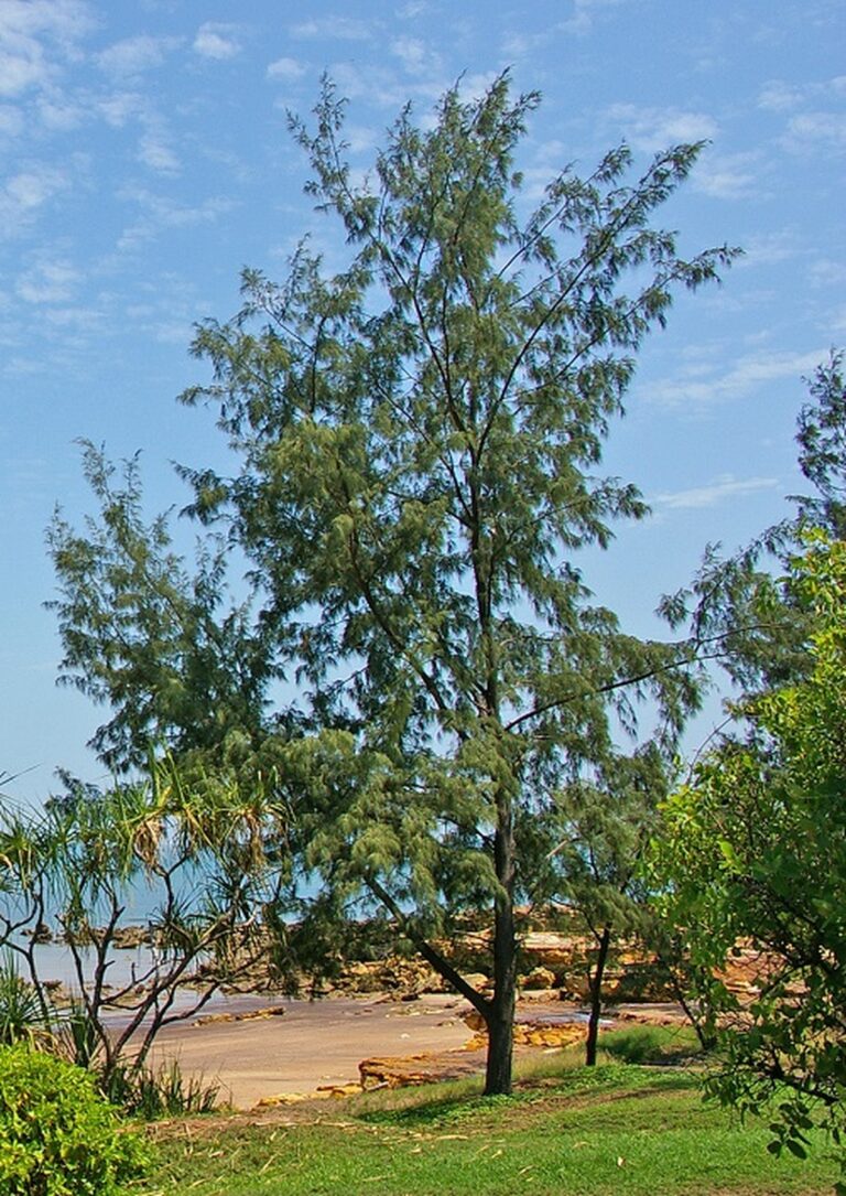 16 Amazing Trees That Start With A: Nature's Hidden Gems