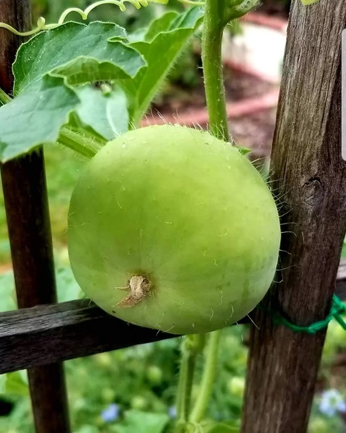 13 Delicious Round Green Vegetables for Pot Growing