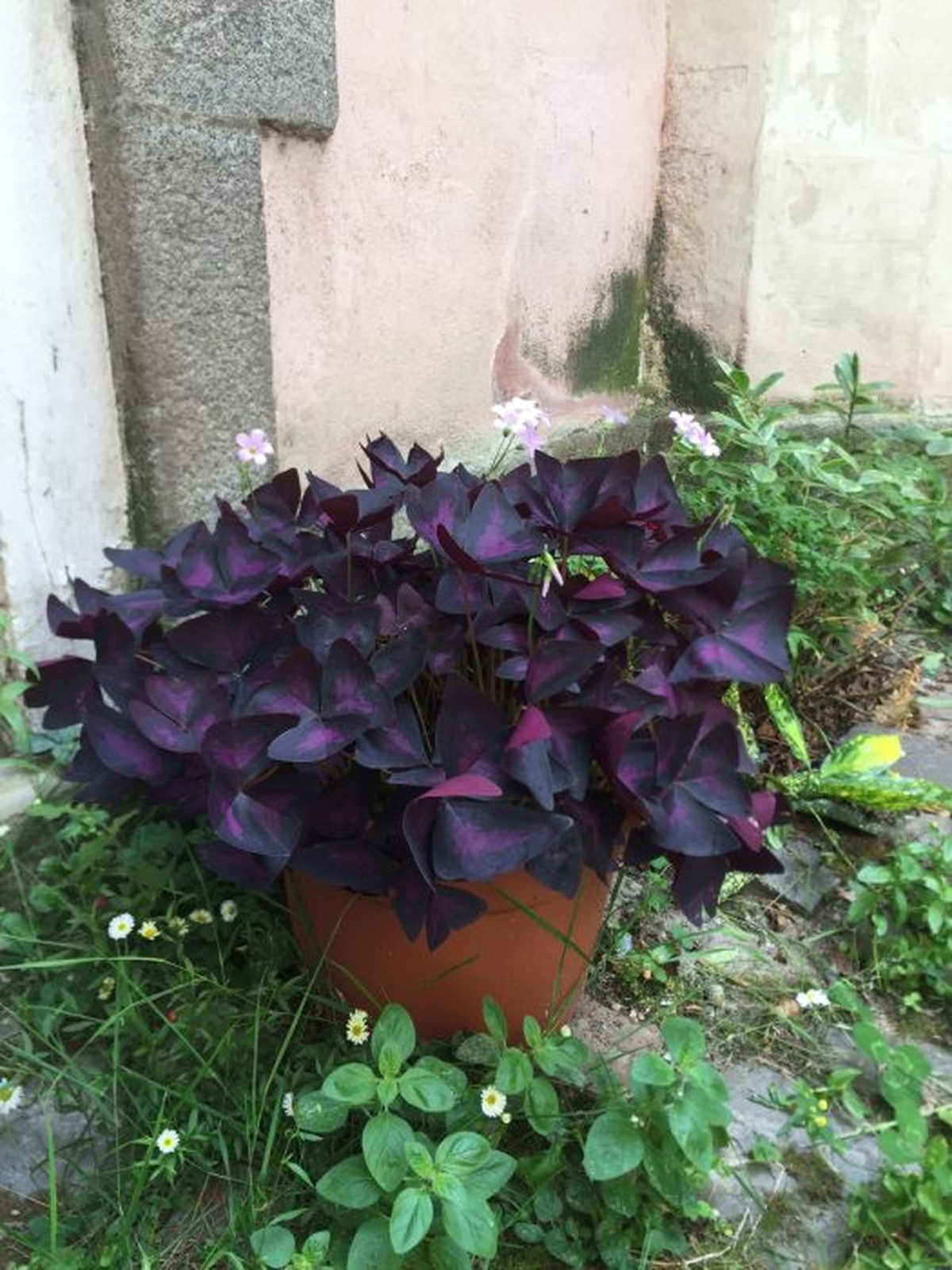 6 Simple Tricks to Grow Stunning Oxalis Triangularis at Home