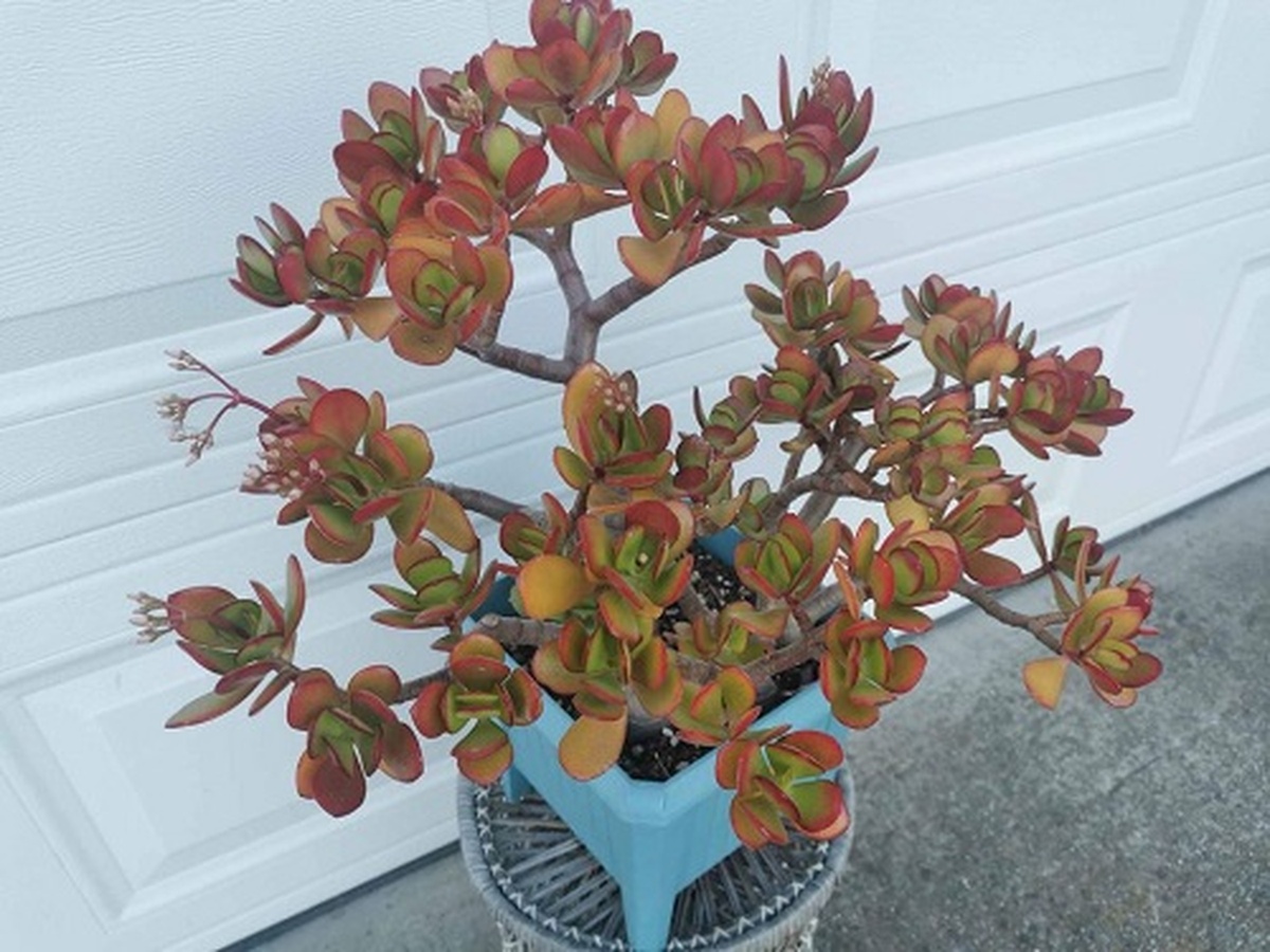 11 Stunning Types of Jade Plants that Flower - Magical Blooms!