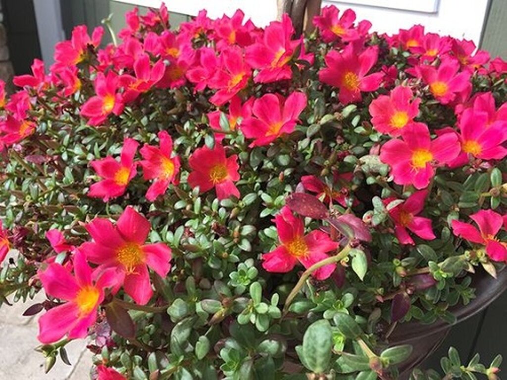 29 Stunning Portulaca Varieties That Brighten Every Garden