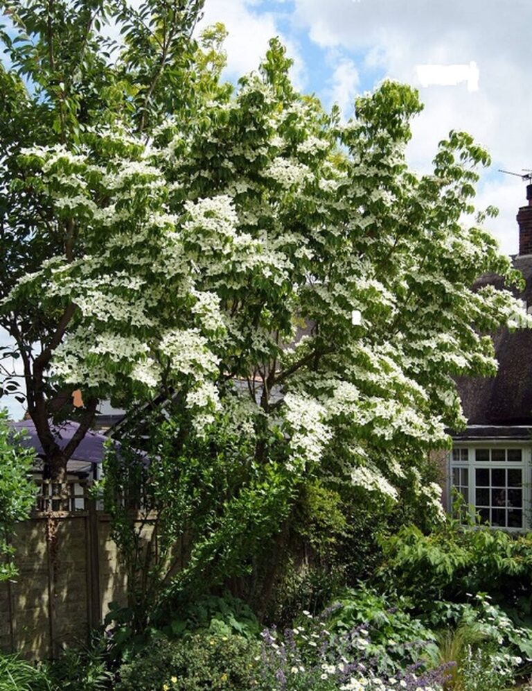 26 Stunning Dogwood Tree Varieties to Brighten Your Garden
