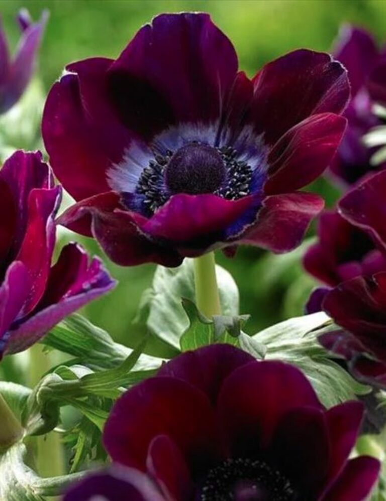 20 Enchanting Maroon Flowers That Beautify Any Garden