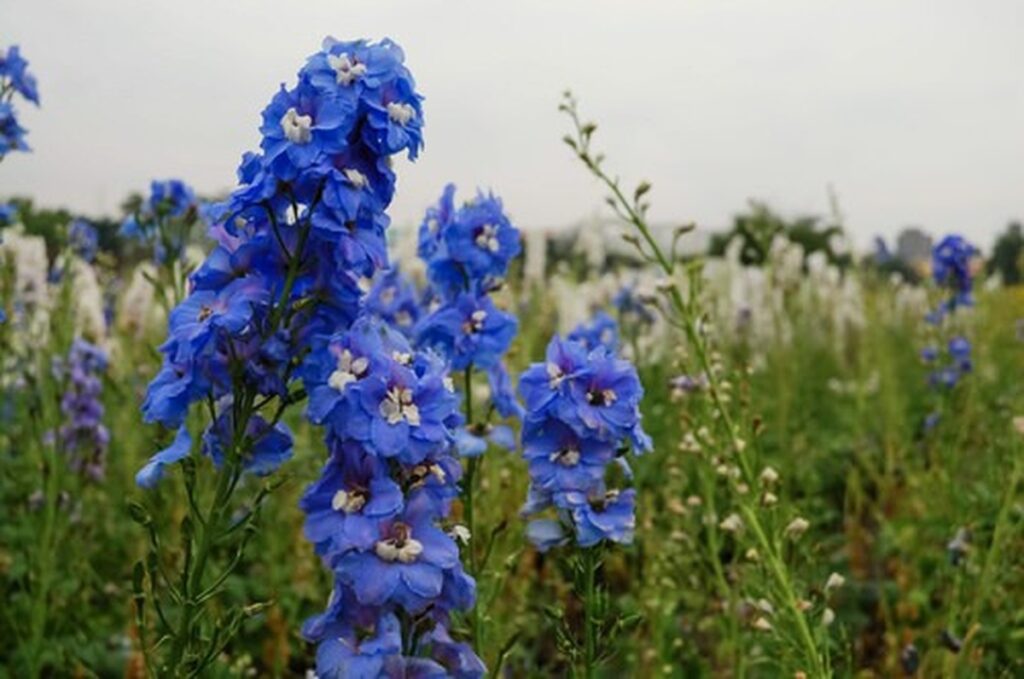 20 Terrifying Deadly Plants That Can Kill Even Humans