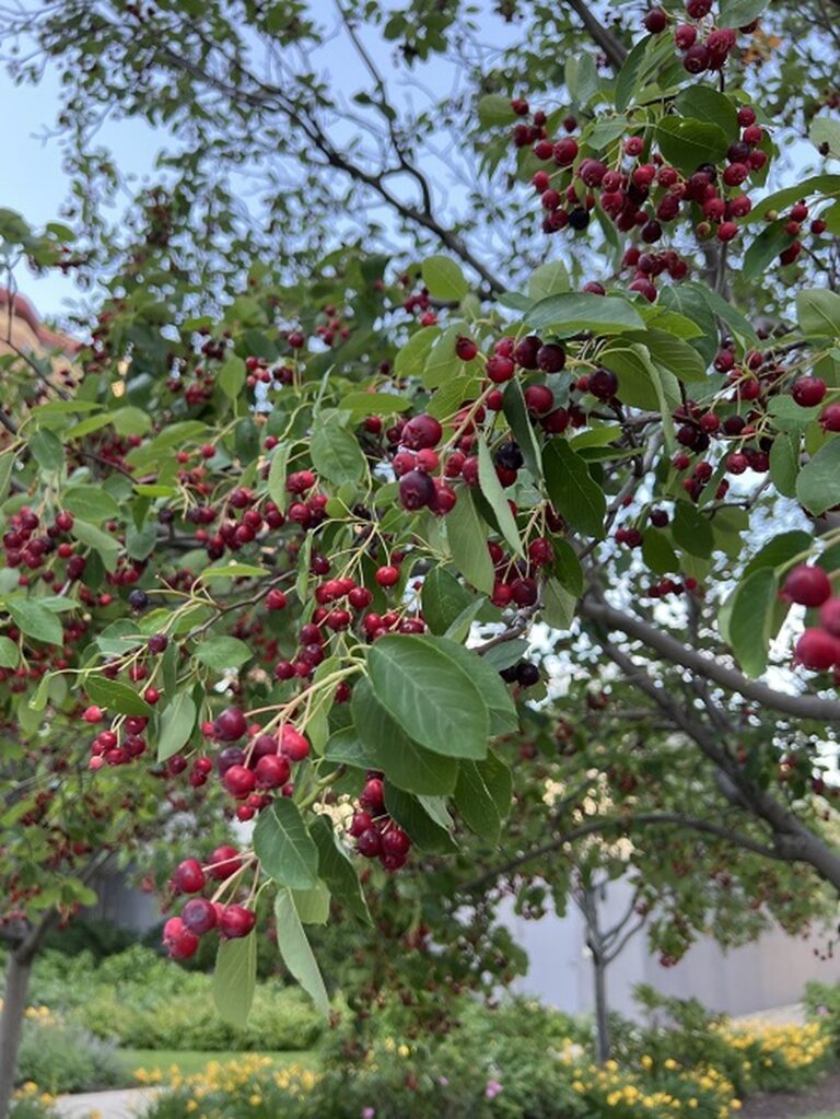 22 Amazing Fruit Trees that Grow in NC