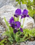 22 Stunning Plants with Sword Shaped Leaves to Freshen Your Space