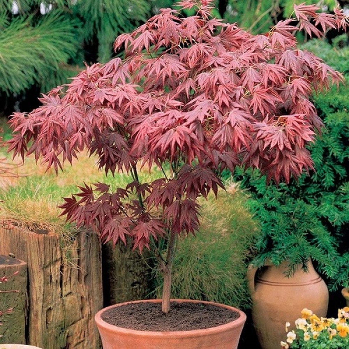 8 Enchanting Trees with Pink Leaves to Brighten Your Garden