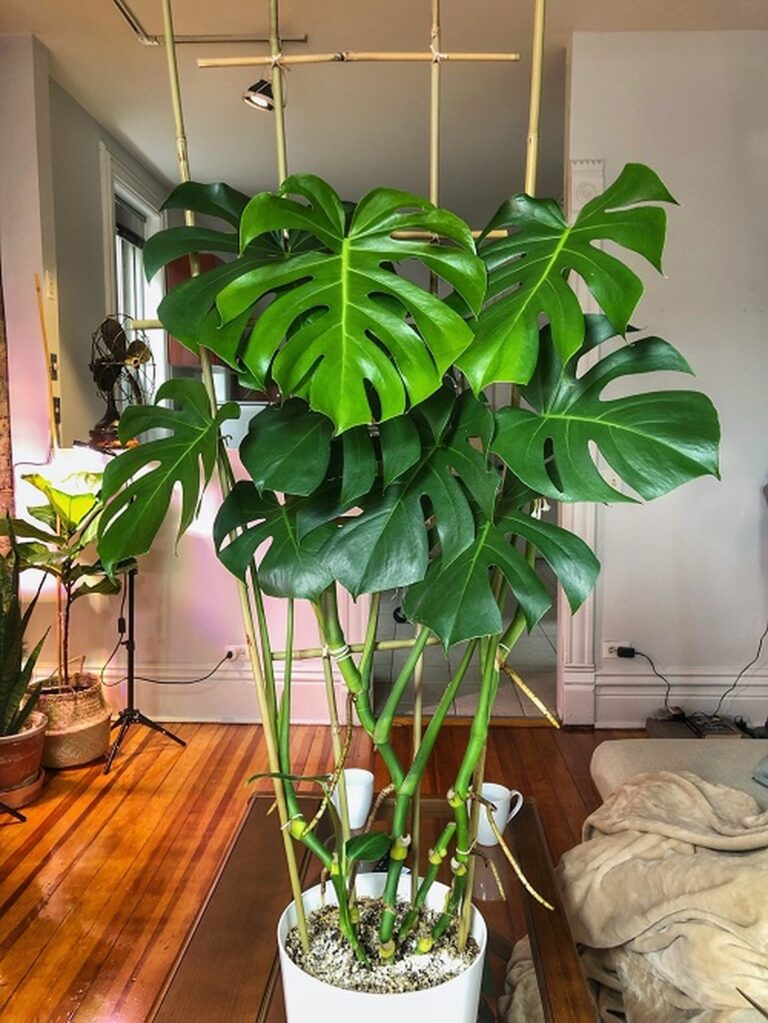 21 Beautiful Monstera Trellis Ideas for Plant Lovers