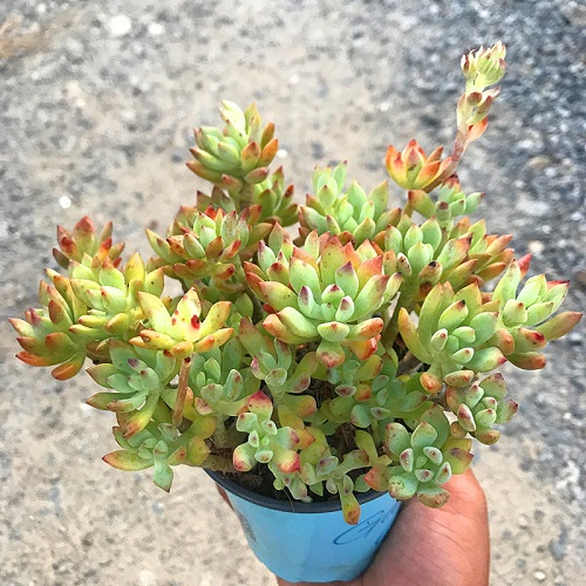 8 Fascinating Graptosedum Varieties for Your Succulent Garden