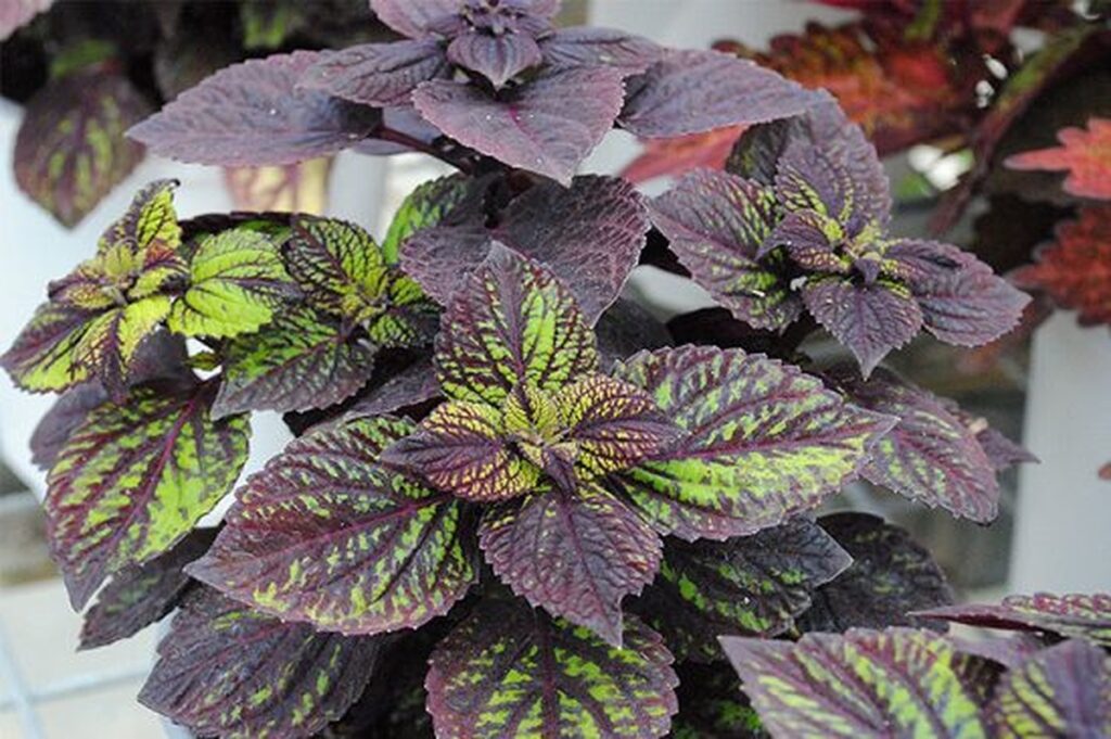 30 Gorgeous Coleus Varieties That Brighten Any Garden Space