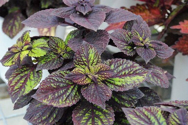 30 Gorgeous Coleus Varieties That Brighten Any Garden Space