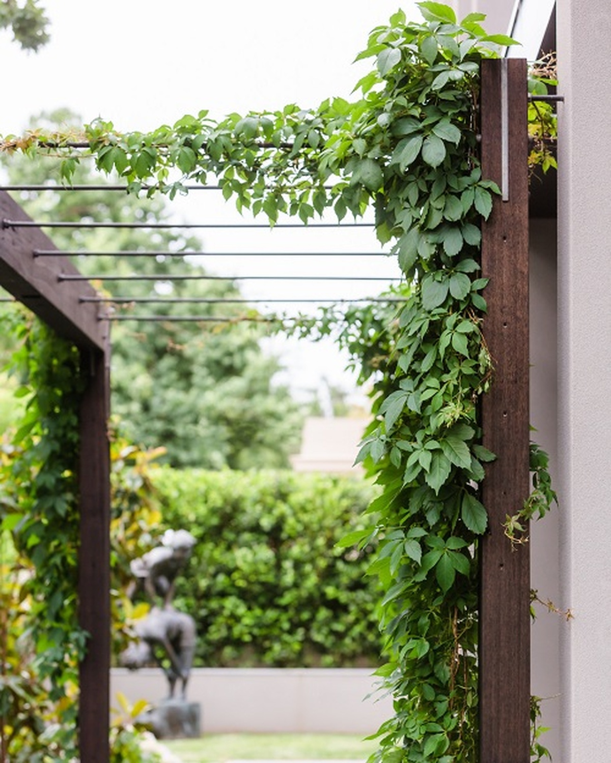 10 Amazing Clinging Vines That Climb on Anything Naturally