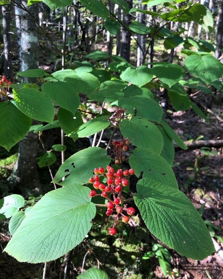 26 Gorgeous Shrubs and Bushes with Red Berries to Brighten Your Yard