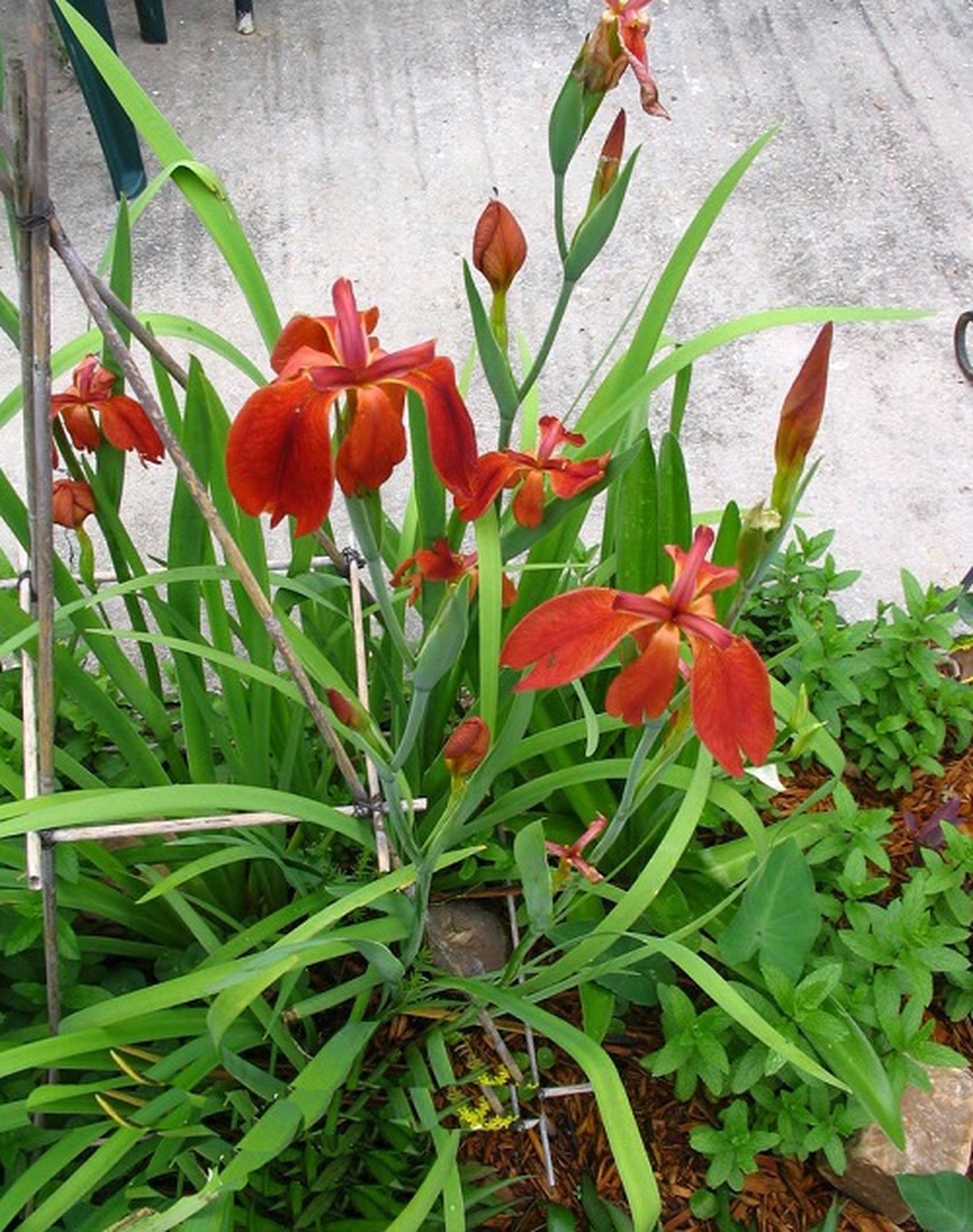 7 Stunning Louisiana Swamp Flowers That Thrive in the Wetlands