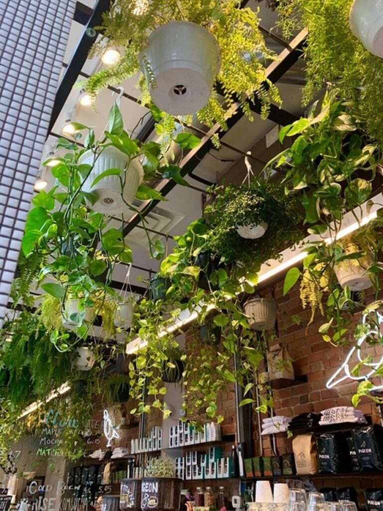 29 Stunning Plant Ceiling Ideas to Transform Your Space
