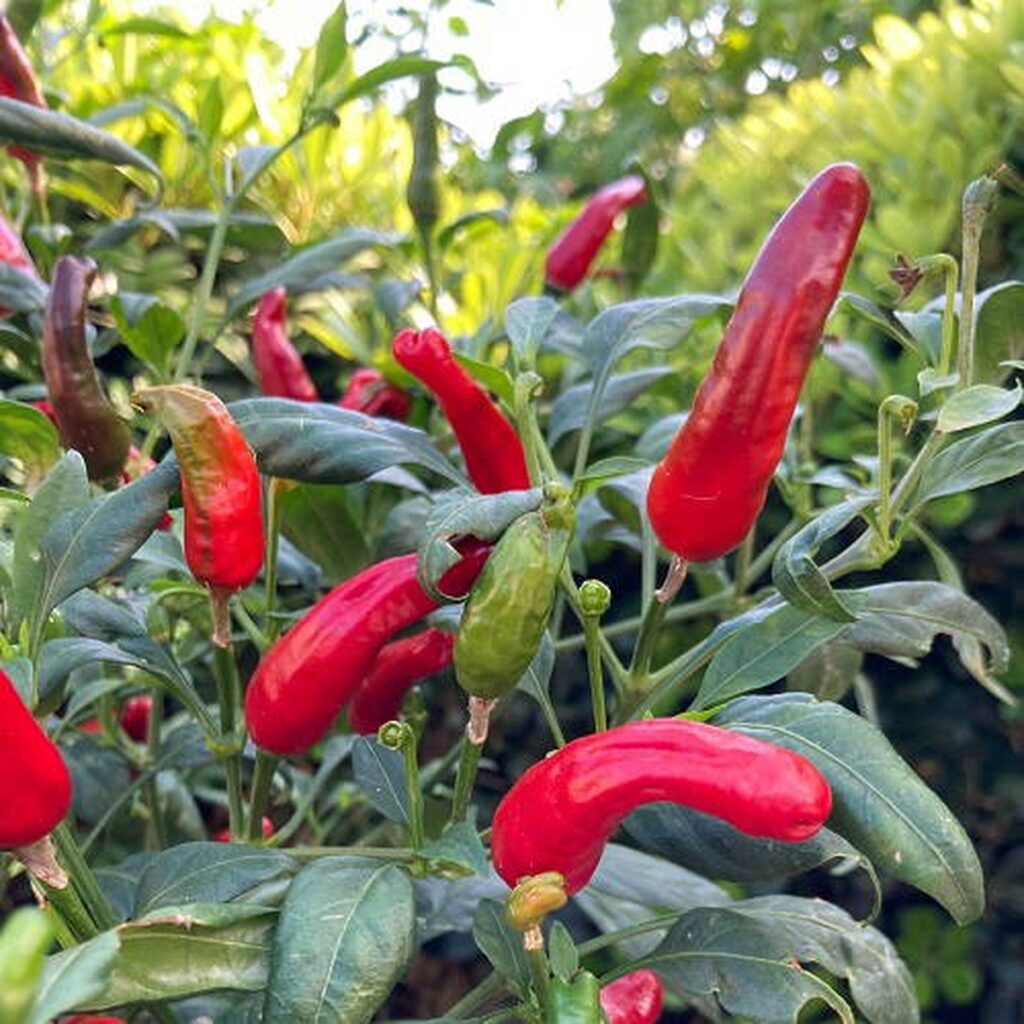 20 Stunning Peppers That Grow Upwards for Garden Magic