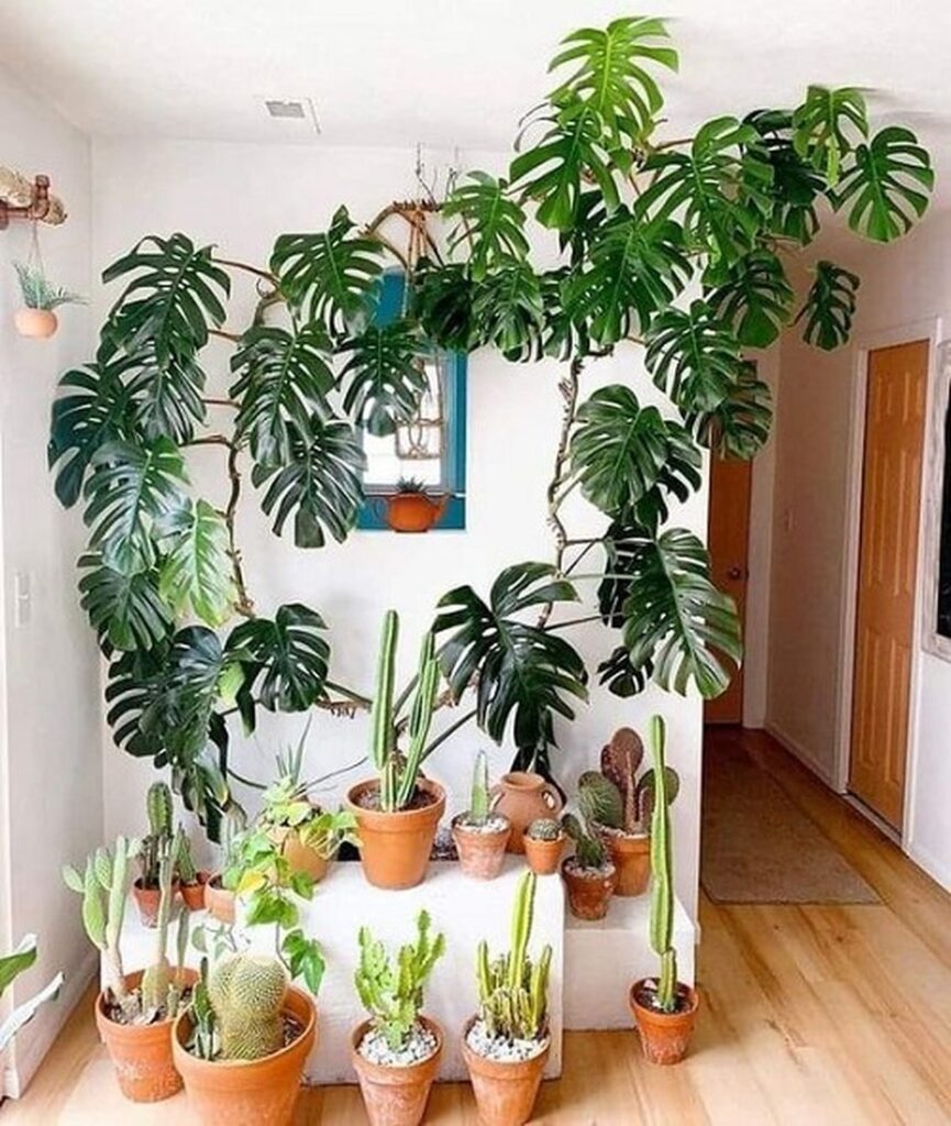 21 Beautiful Monstera Trellis Ideas for Plant Lovers