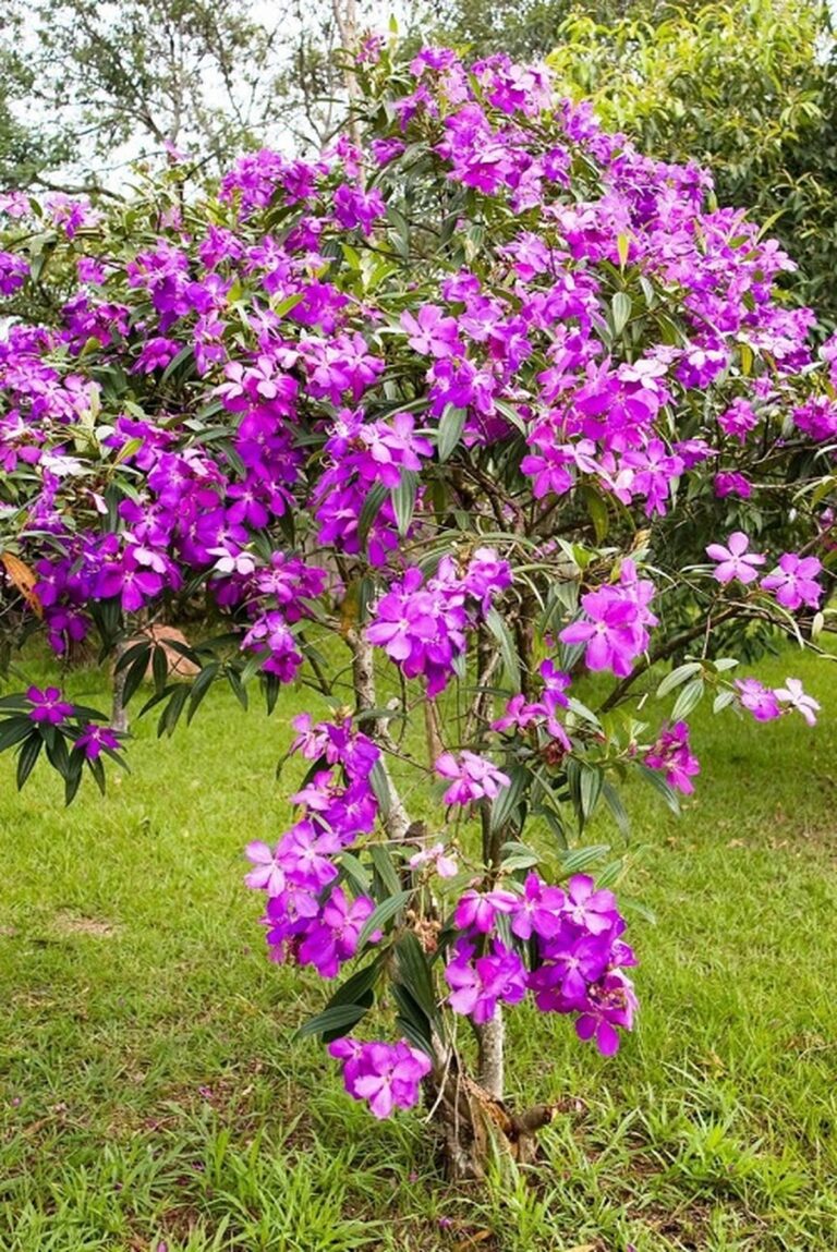 21 Beautiful Brazilian Flowers That Brighten Any Garden