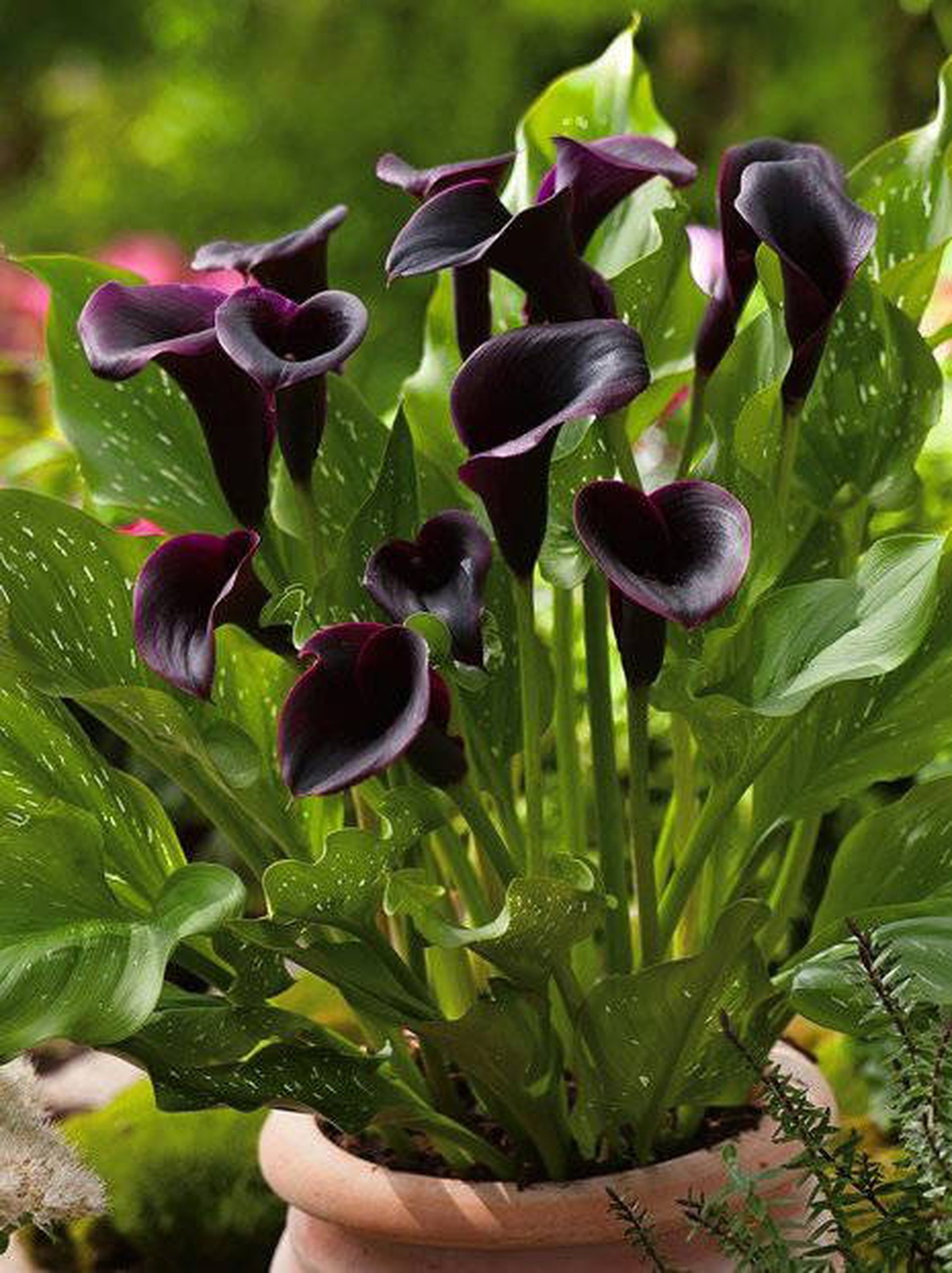 14 Beautiful Black Calla Lily Varieties That Amaze Every Time