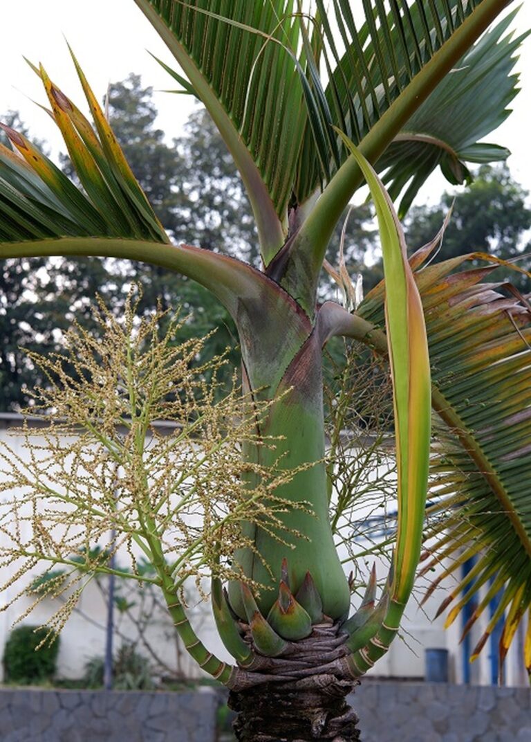 14 Gorgeous Palm Trees that Flower Beautifully in Your Garden