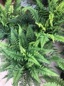 22 Stunning Evergreen Ferns For A Lush Garden Year-Round