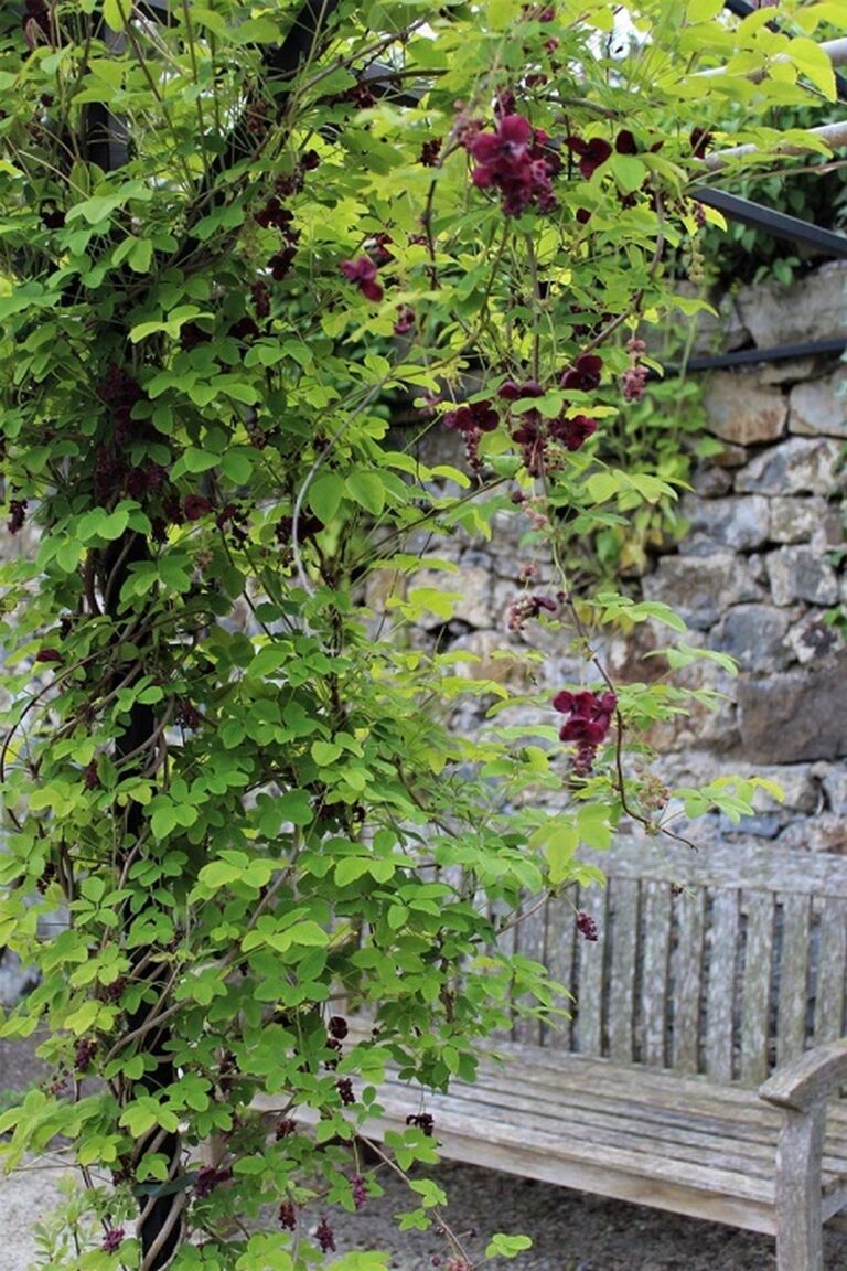 53 Gorgeous Flowering Vines and Climbers for Garden & Containers