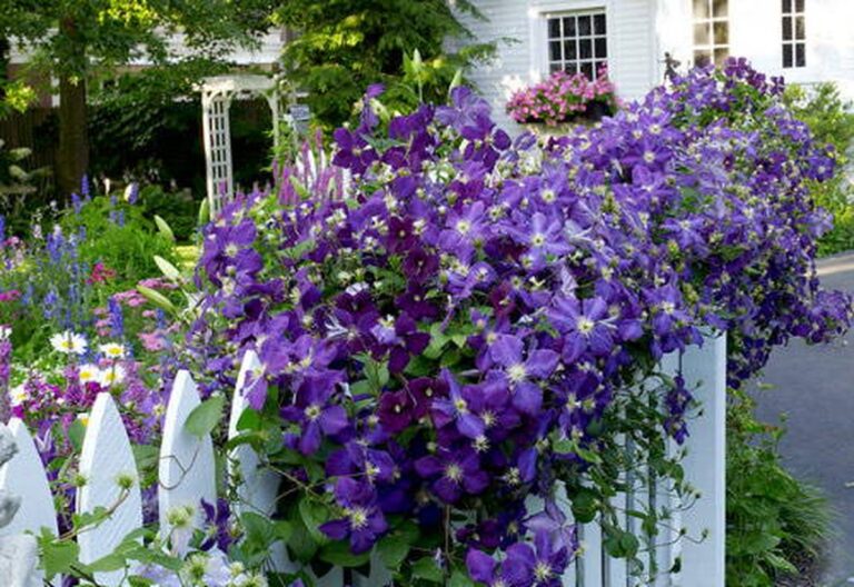 27 Stunning Ideas with Clematis in the Garden to Inspire You