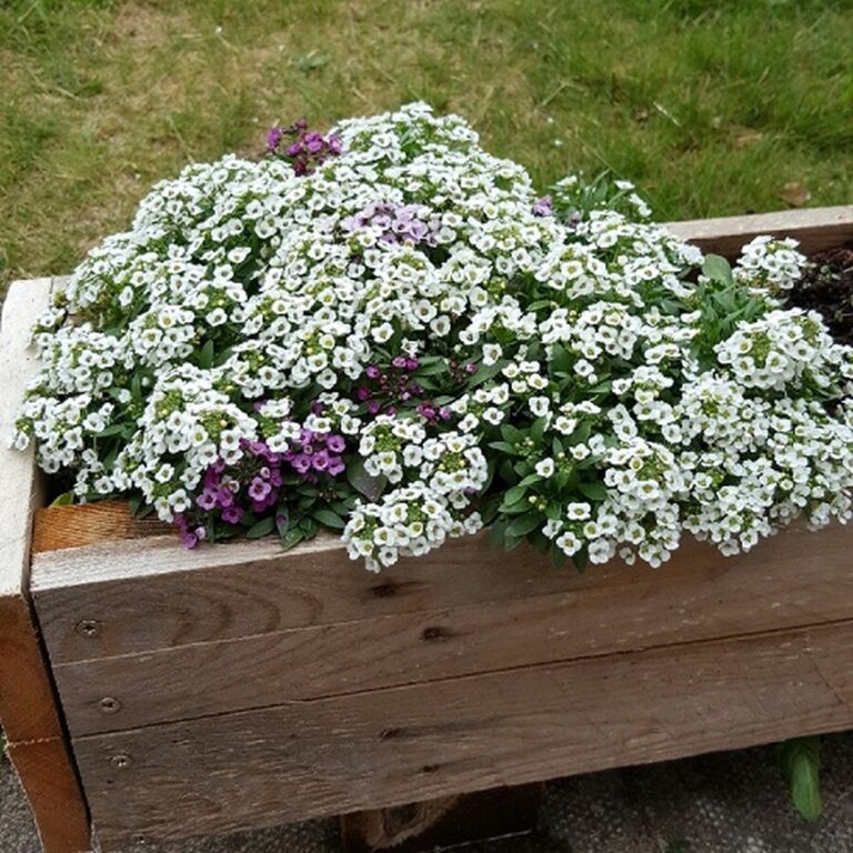 31 Amazing Small Flowers That Will Brighten Your Garden