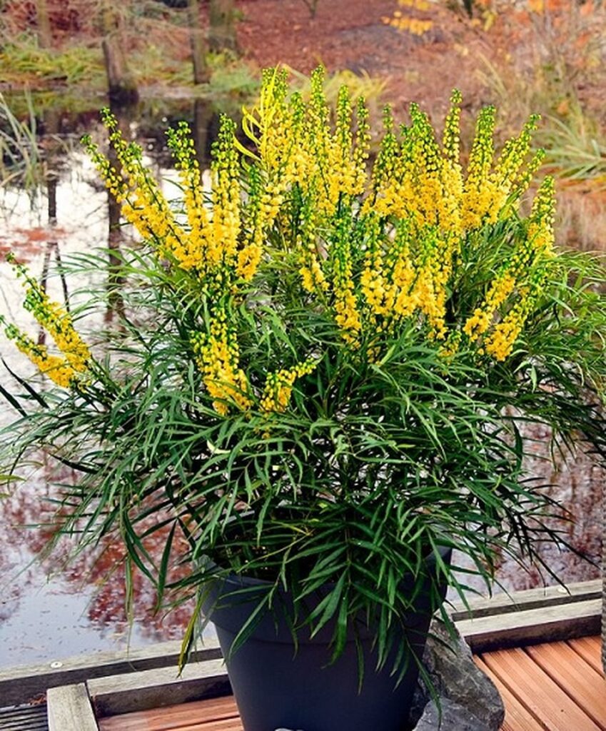 50 Beautiful Types of Cut Flowers for a Cut Flower Garden