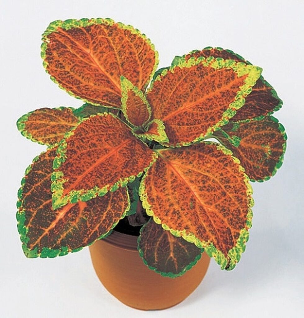 30 Gorgeous Coleus Varieties That Brighten Any Garden Space