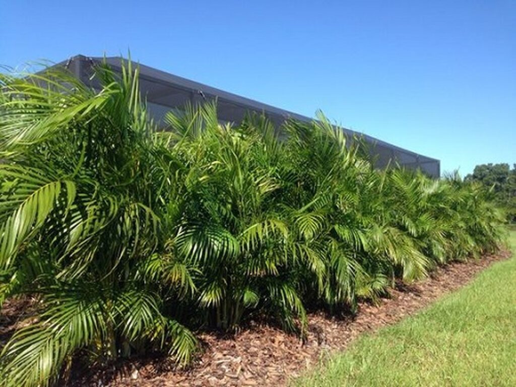 23 Perfect Plants for Privacy in Florida