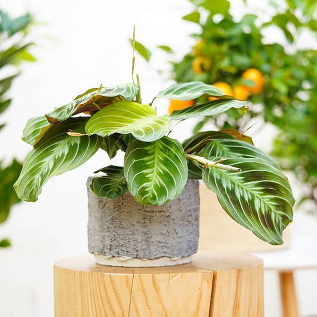 16 Most Beautiful Prayer Plants - Stunning Maranta Varieties