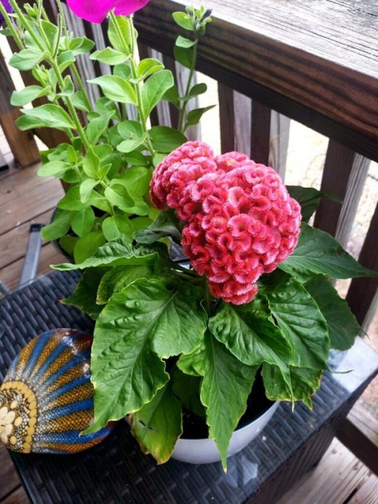 19 Exotic Plants That Look Like Brain